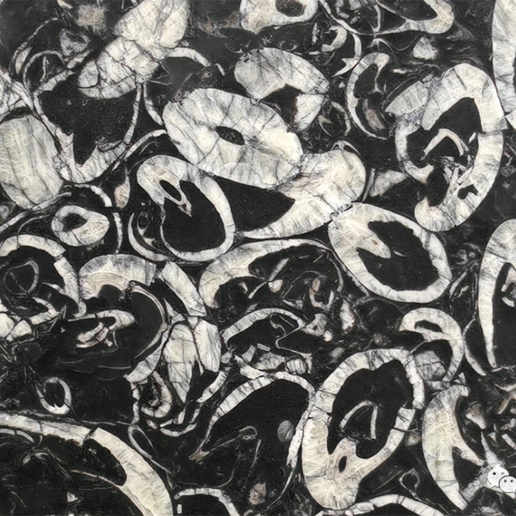 Sea Shell Marble - China Marble, Granite, Quartzite, Agate Manufacturer ...