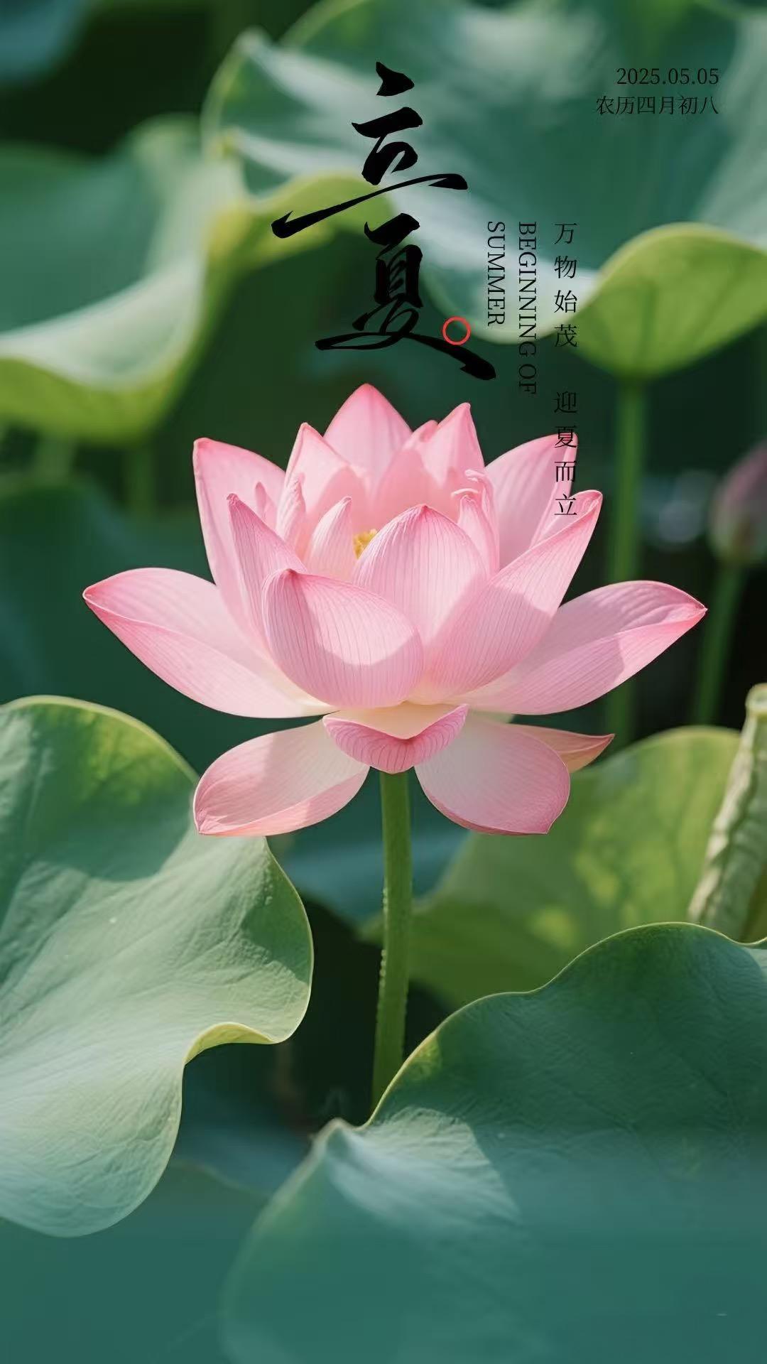 Lixia: The Ancient Start of Summer and Its Cultural Significance - HRST Stone